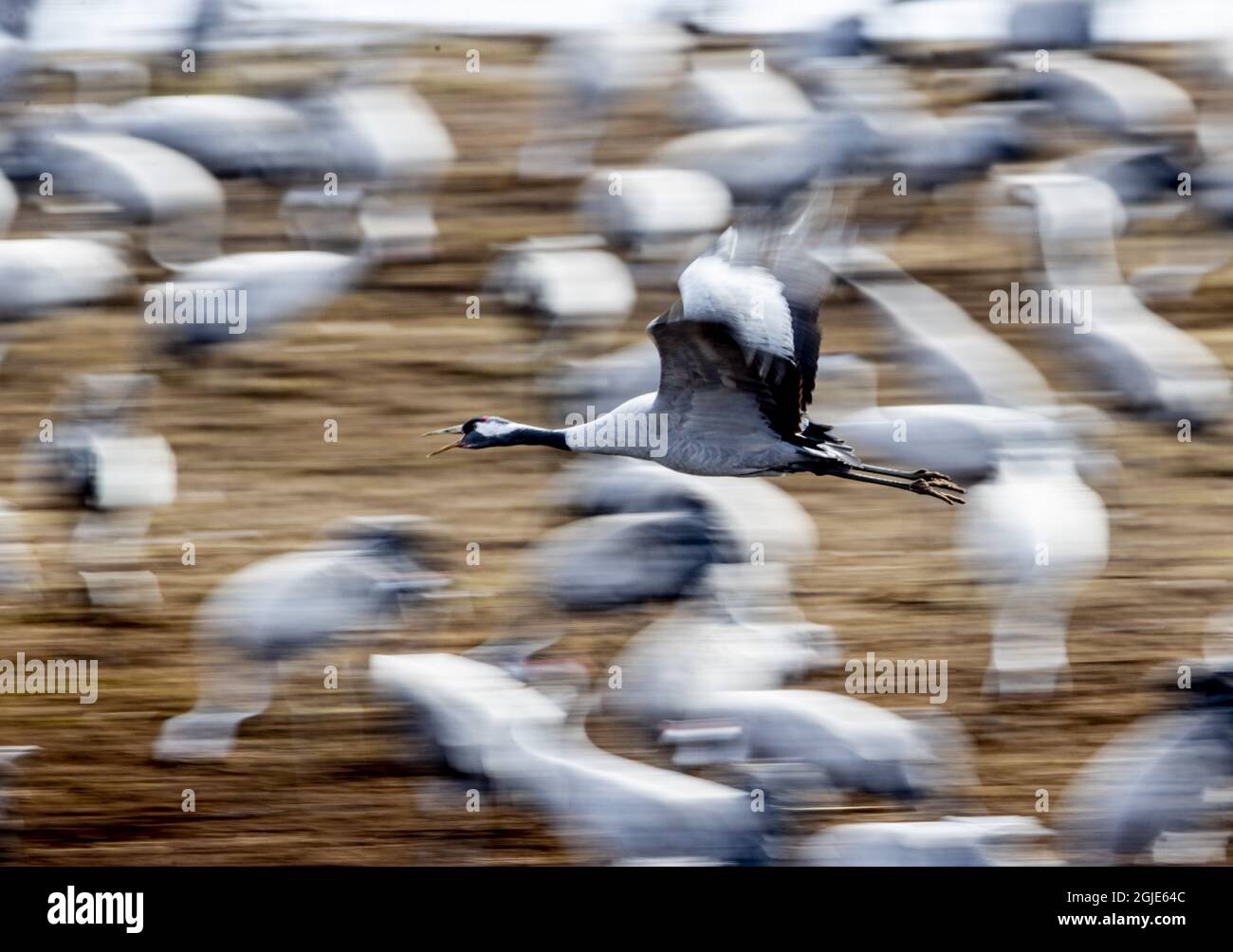 The annual crane dance at Lake Hornborga outside Falkoping, Sweden, on ...