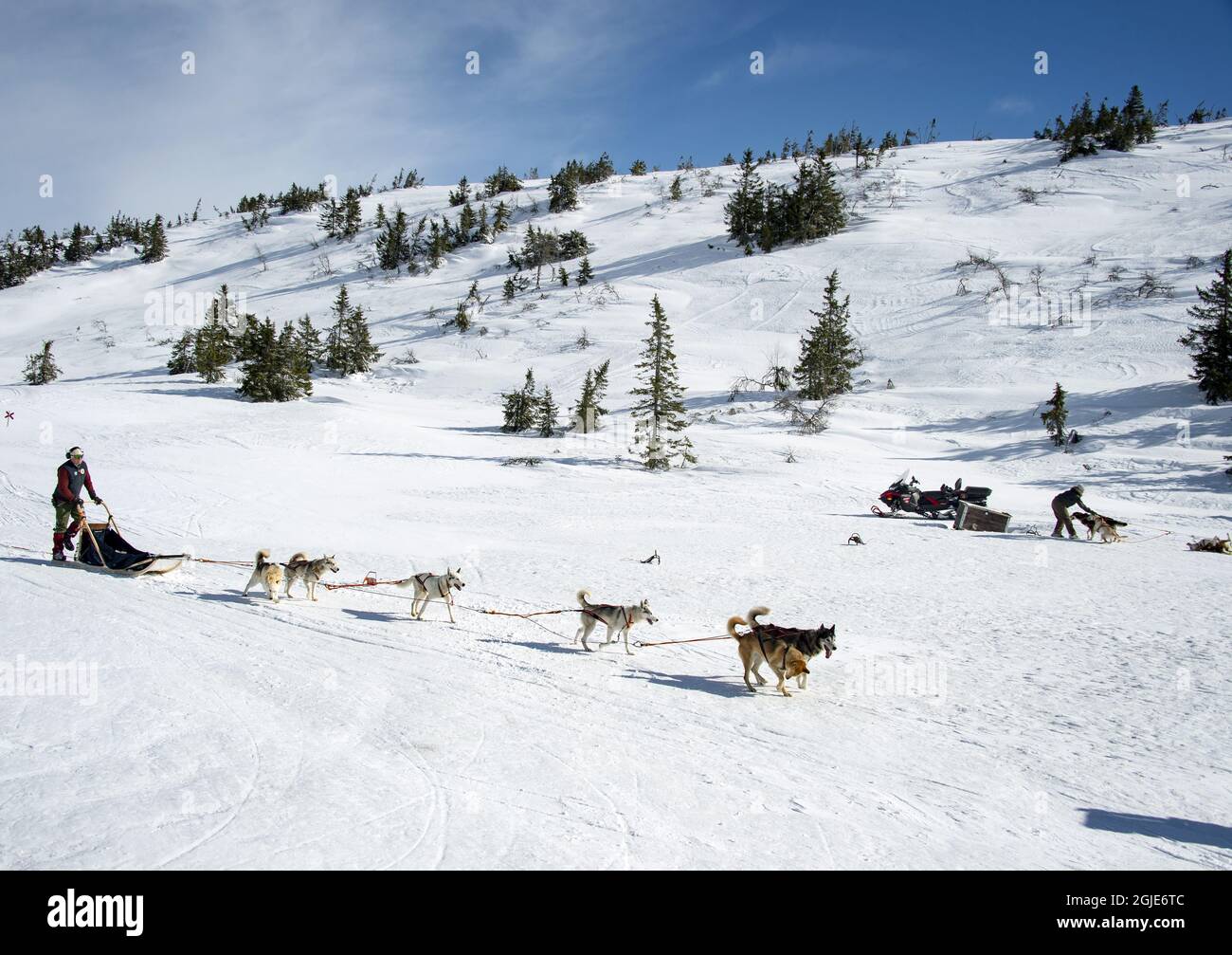 Dog sledding in Salen, Sweden. Photo: Ulf Palm / TT / code 71515 Stock ...