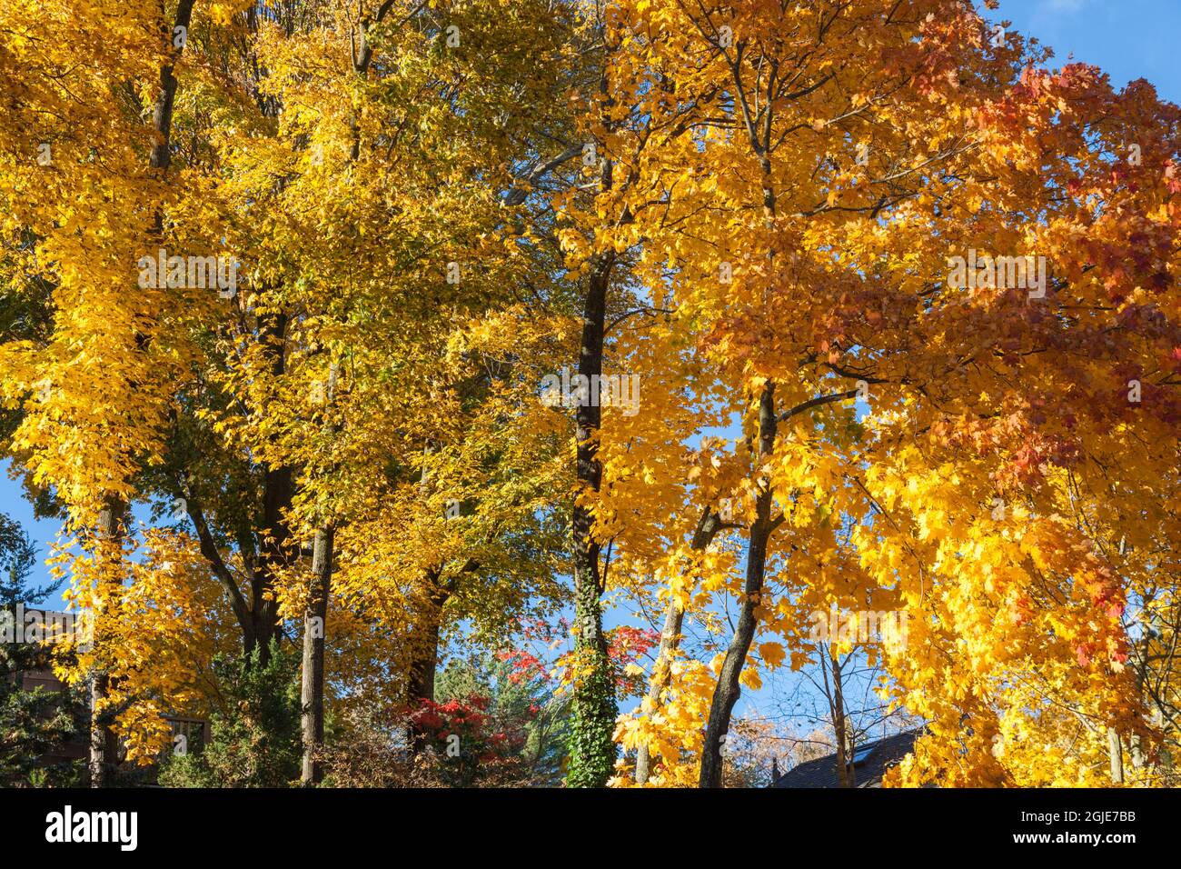 USA, Massachusetts, Cape Ann, Gloucester. Autumn foliage Stock Photo ...