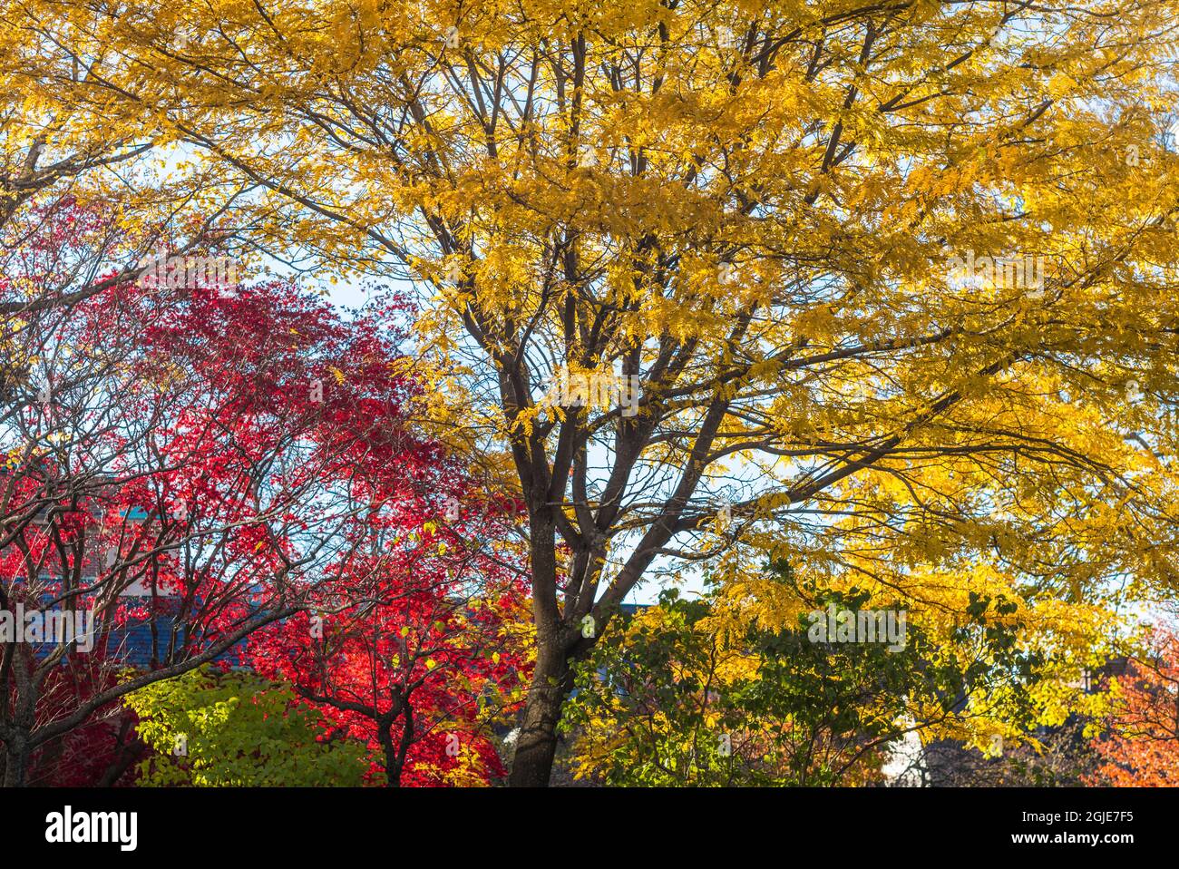 Salem massachusetts autumn foliage hi-res stock photography and images ...