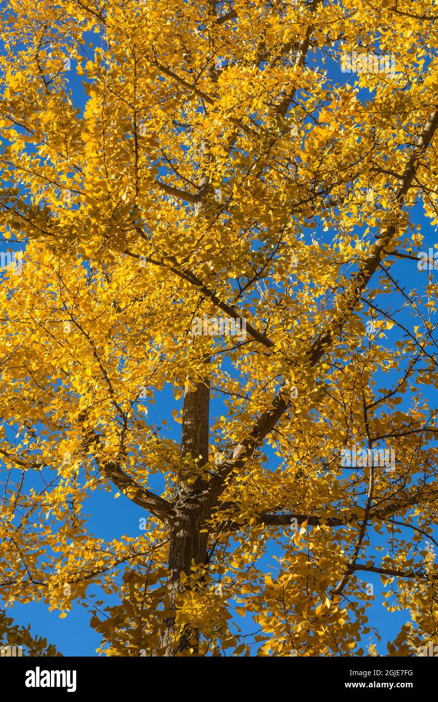 Salem massachusetts autumn foliage hi-res stock photography and images ...