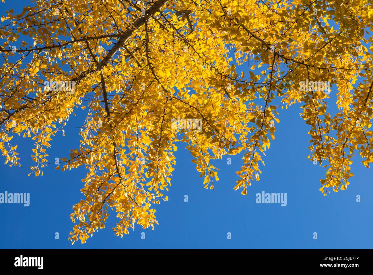 Salem massachusetts autumn foliage hi-res stock photography and images ...