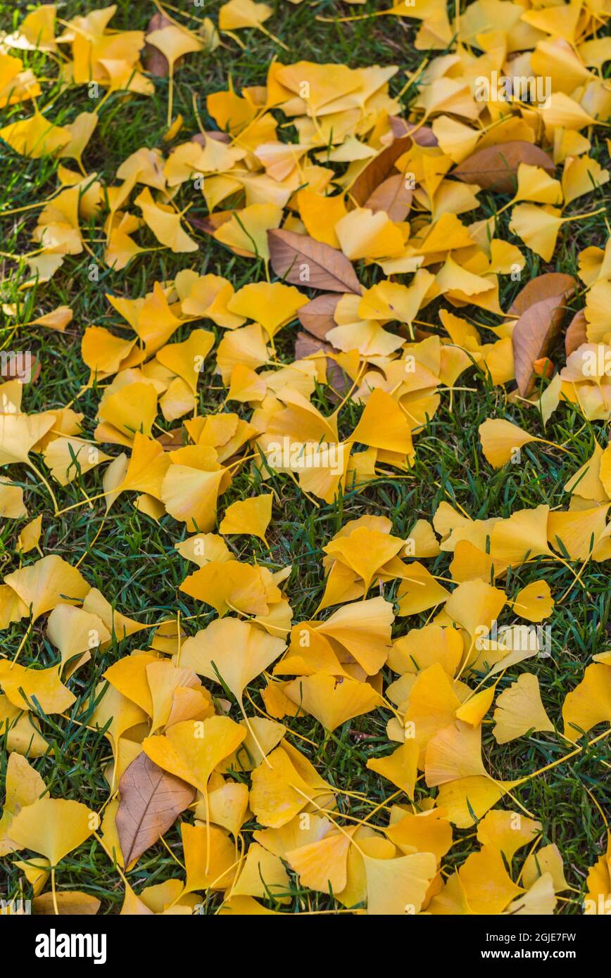 Salem massachusetts autumn foliage hi-res stock photography and images ...