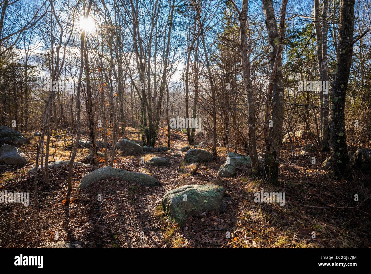 USA, Massachusetts, Cape Ann, Gloucester. Dogtown Commons, forest ...