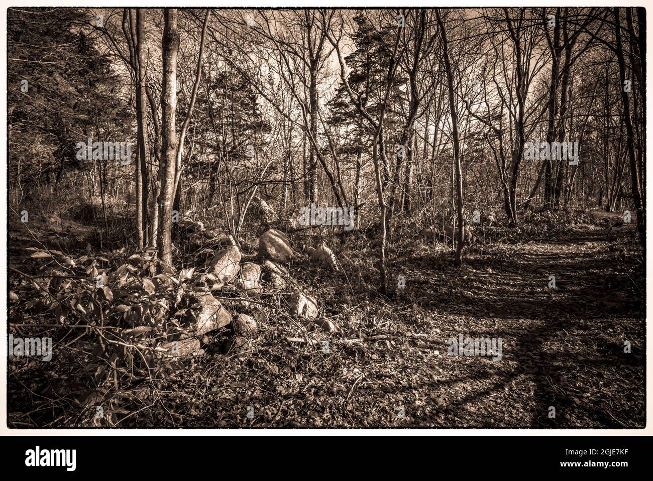 USA, Massachusetts, Cape Ann, Gloucester. Dogtown Commons, forest ...
