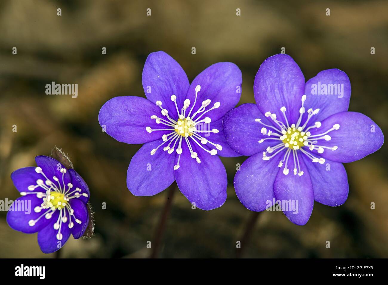Blue nemone hepatica (Hepatica nobilis), the common hepatica, liverwort ...