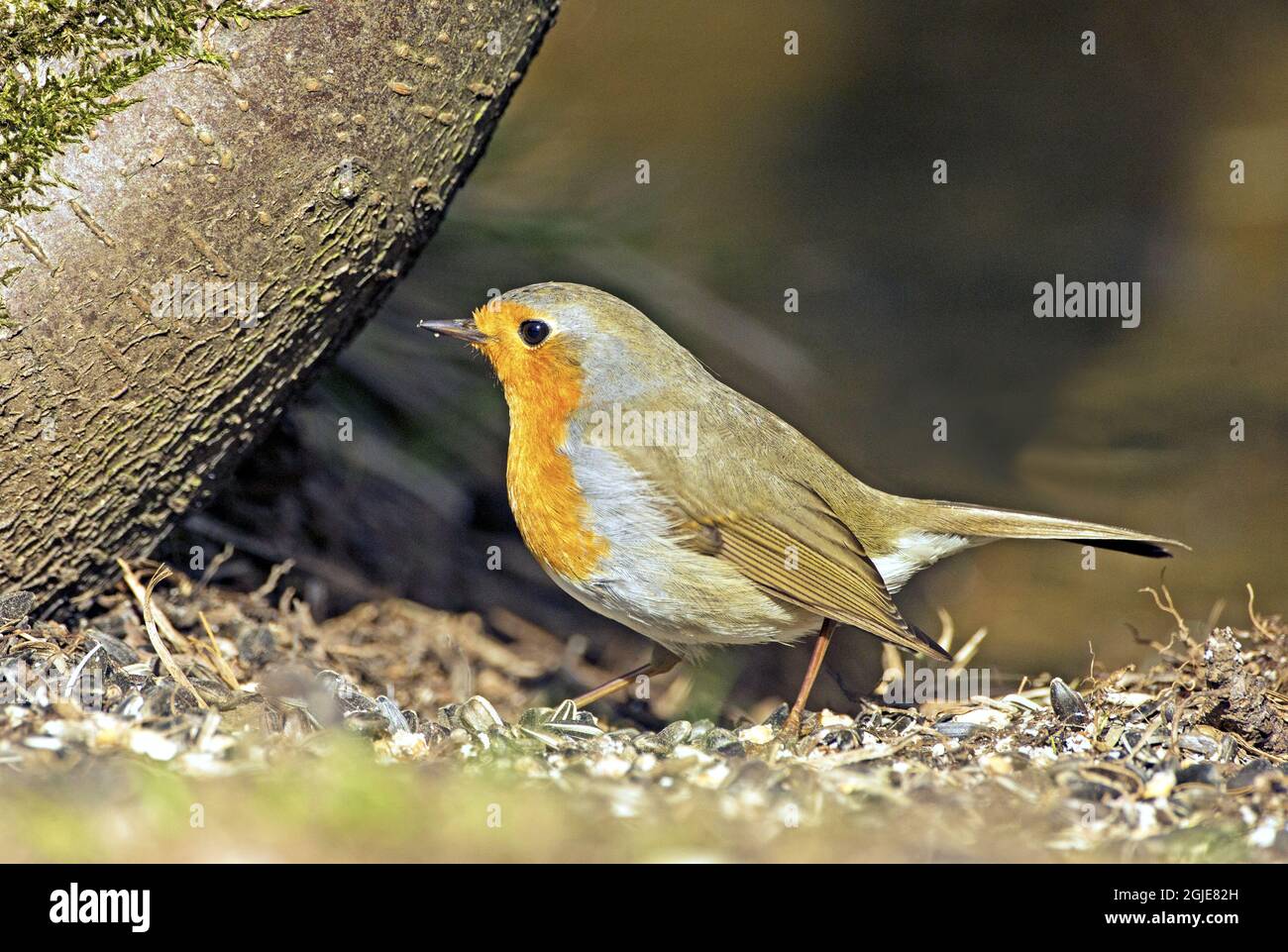 European Robin (Erithacus rubecula) Photo: Bengt Ekman / TT / code 2706 ...