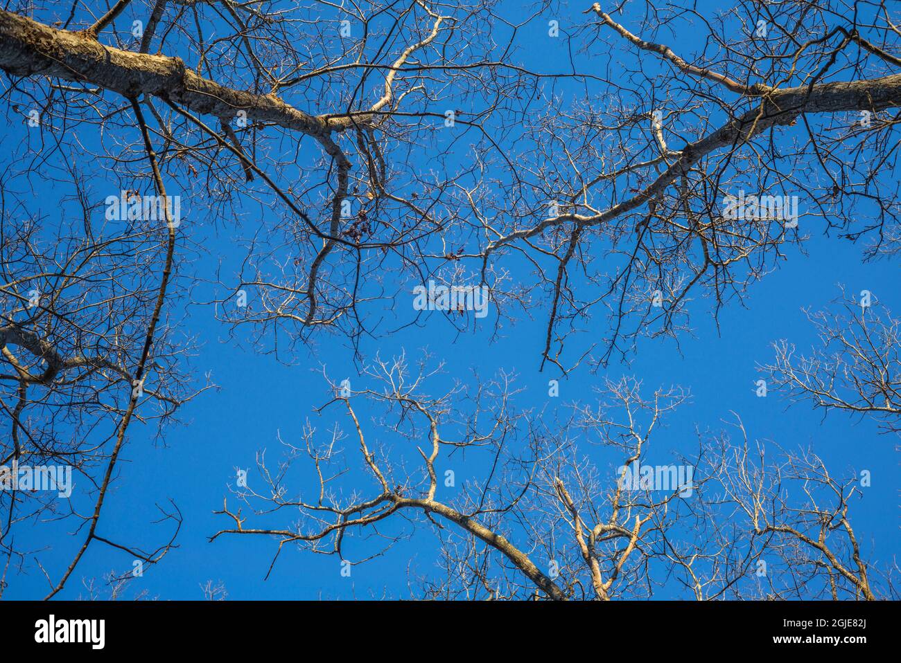 USA, Massachusetts, Cape Ann, Gloucester. Dogtown Commons, forest ...