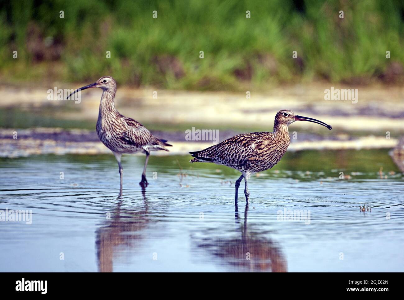 Common Curlew (Numenius arquata) Photo: Bengt Ekman/TT/ code 2706 Stock ...