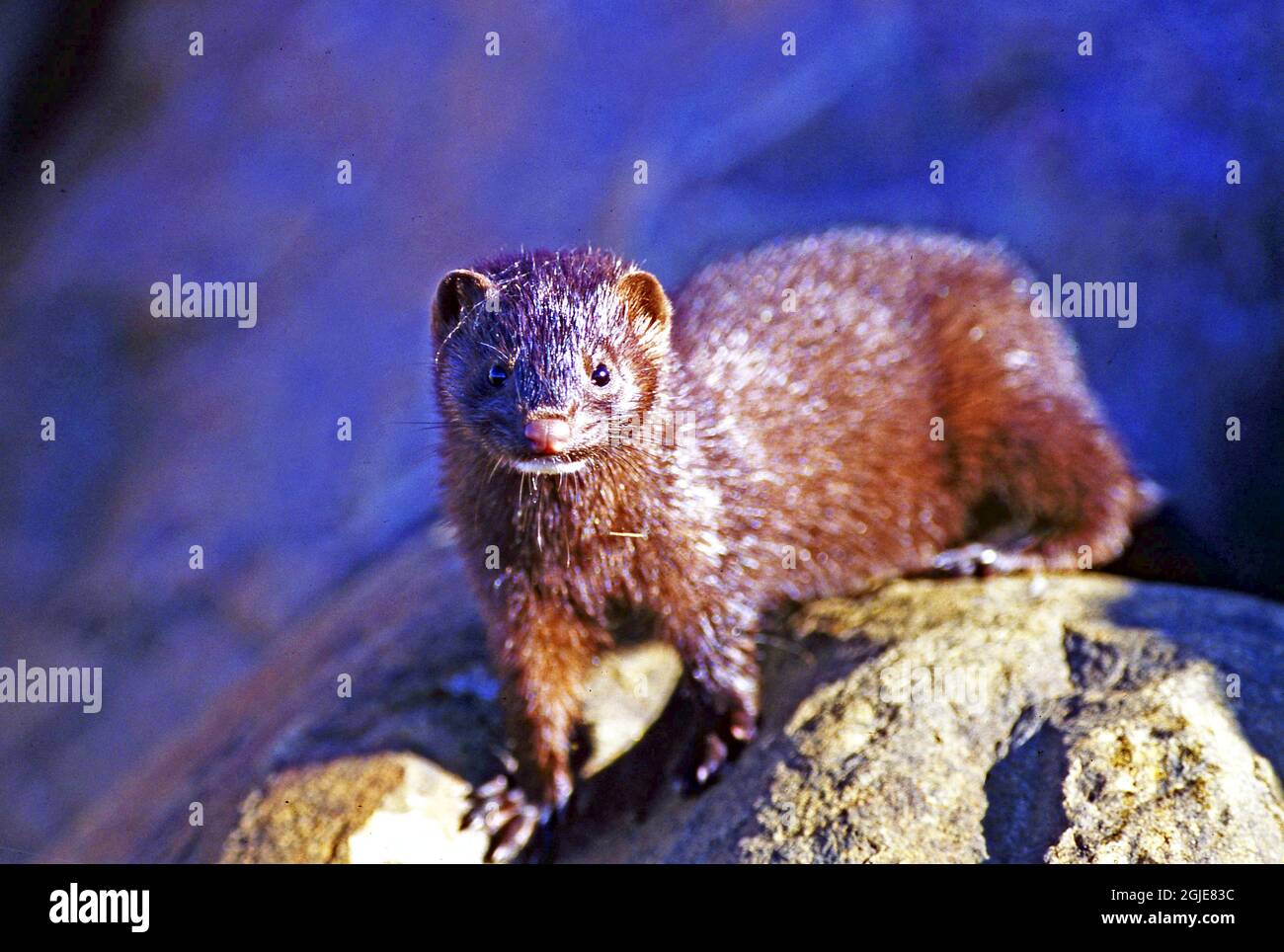 Neovision vison hi-res stock photography and images - Alamy