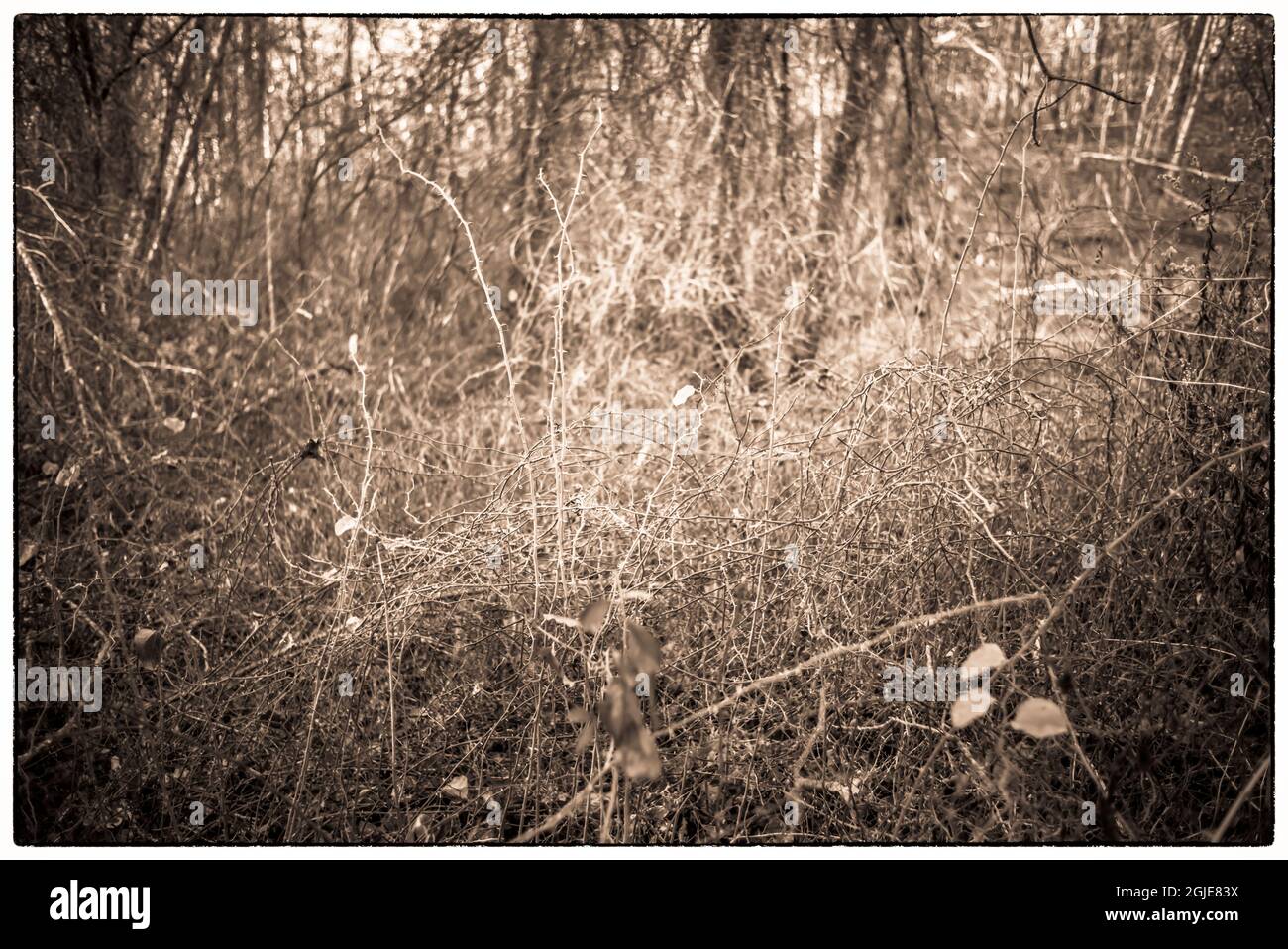USA, Massachusetts, Cape Ann, Gloucester. Dogtown Commons, forest ...