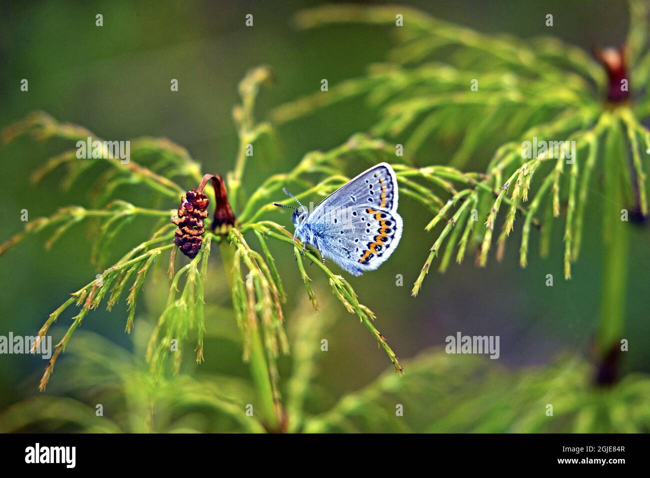 Idas Blue Butterfly (Plebejus idas) on Marsh Horsetail (Equisetum ...