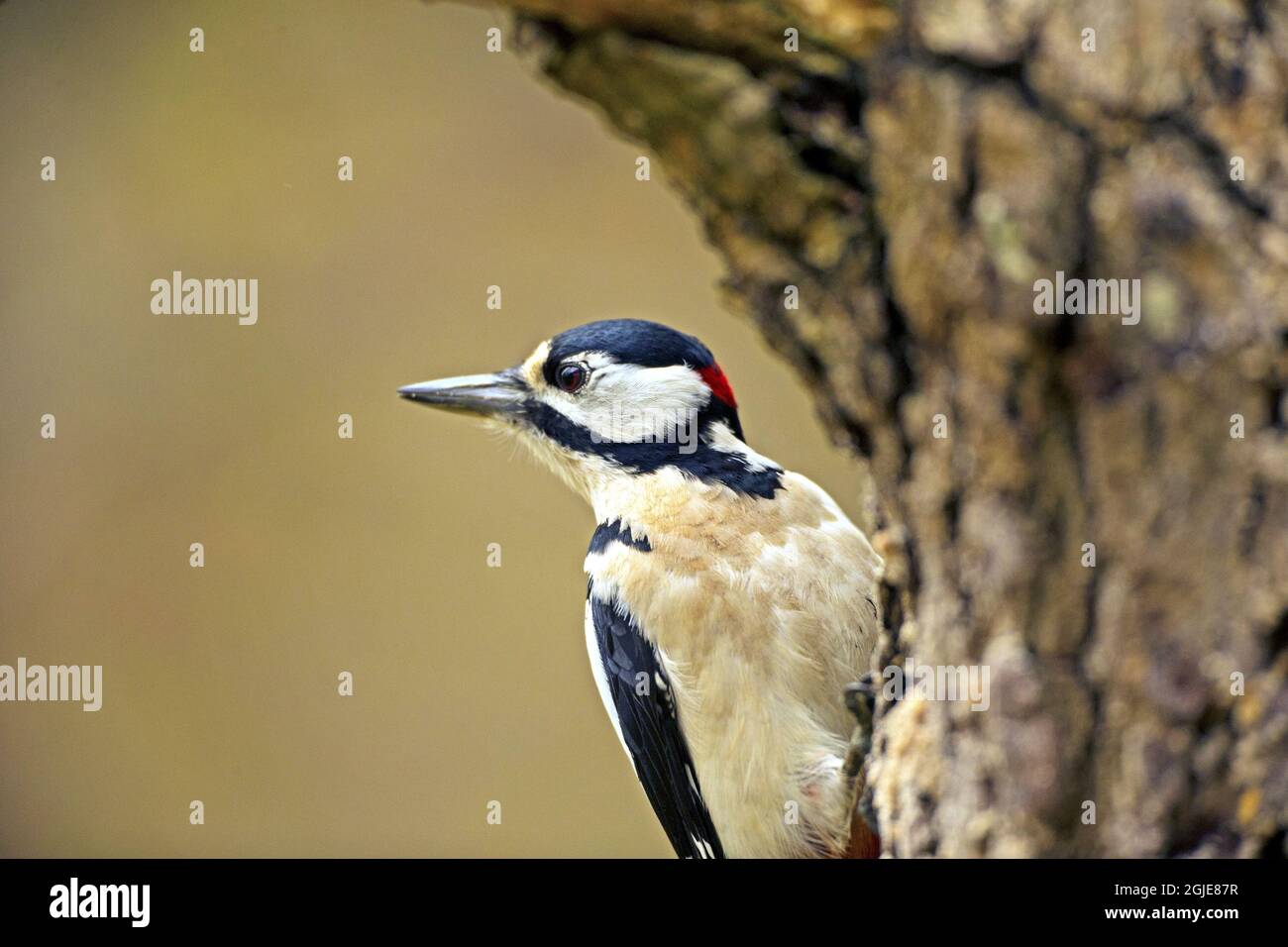Great Spotted Woodpecker (Dendrocopos major) Photo: Bengt Ekman / TT ...