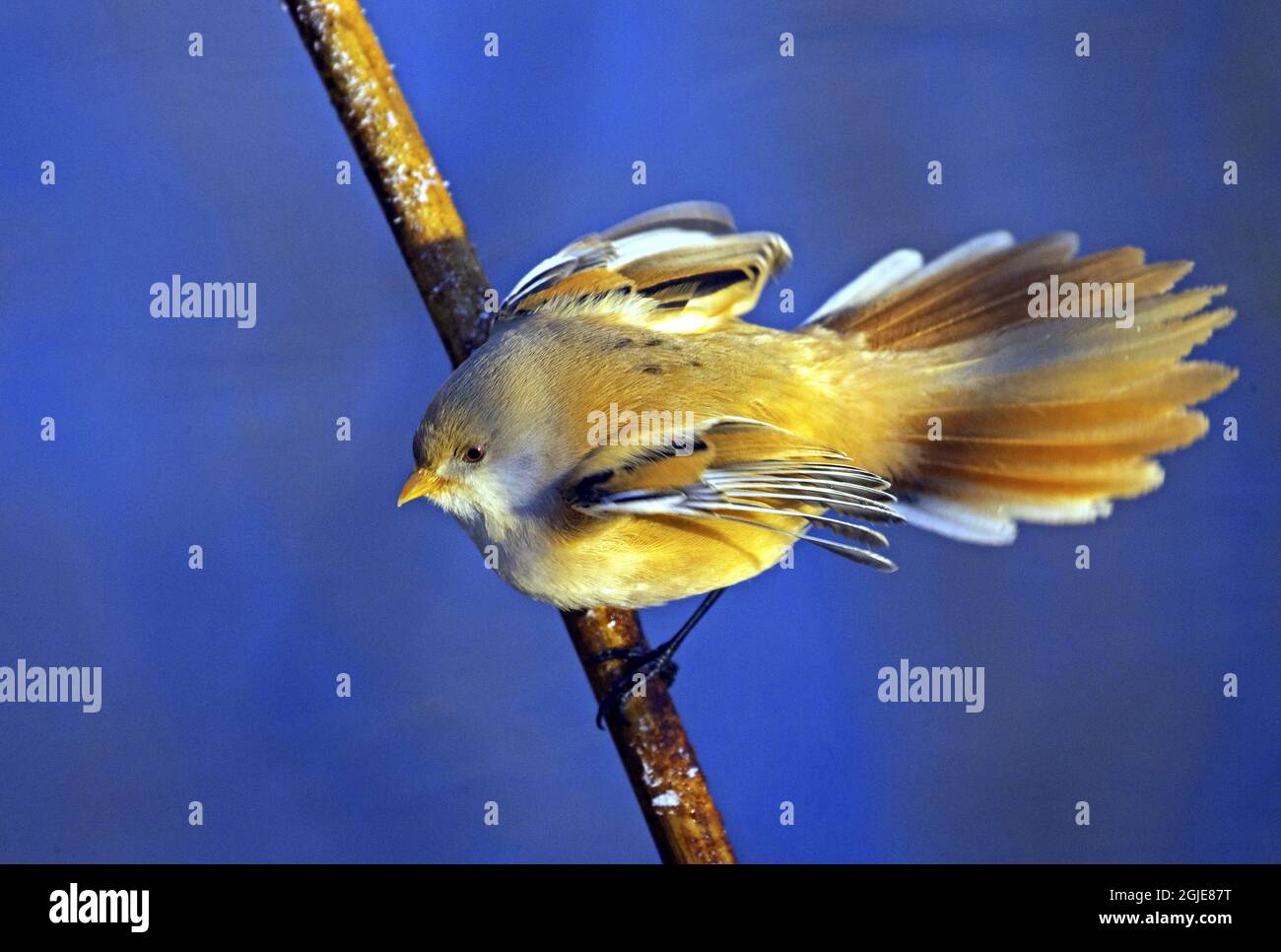 Bearded Tit, female (Panurus biarmicus) Photo: Bengt Ekman / TT / code ...