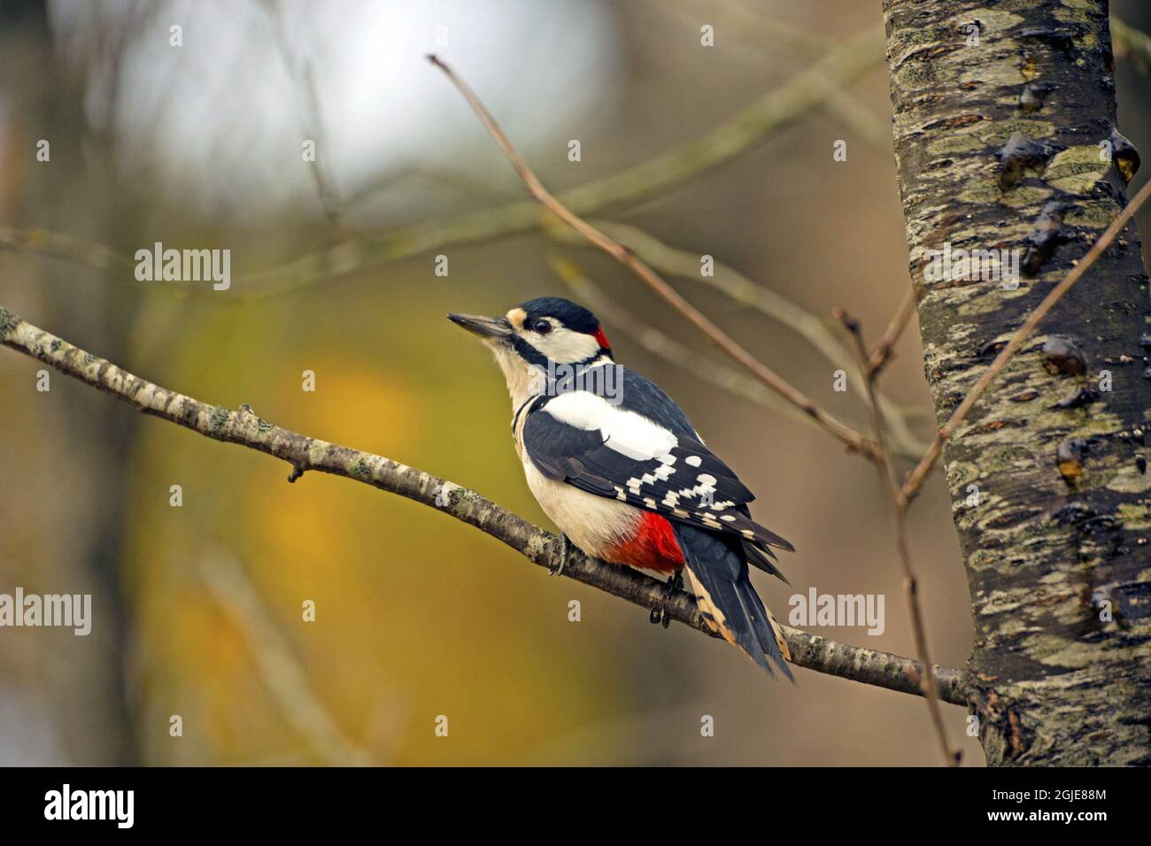 Great Spotted Woodpecker (Dendrocopos major) Photo: Bengt Ekman / TT ...