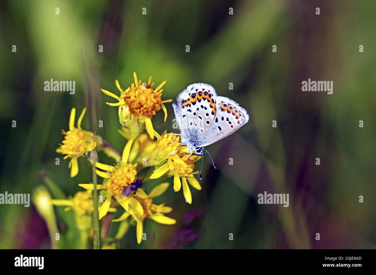 Idas Blue Butterfly (Plebejus idas) on Goldenrod (Solidago virgaurea ...