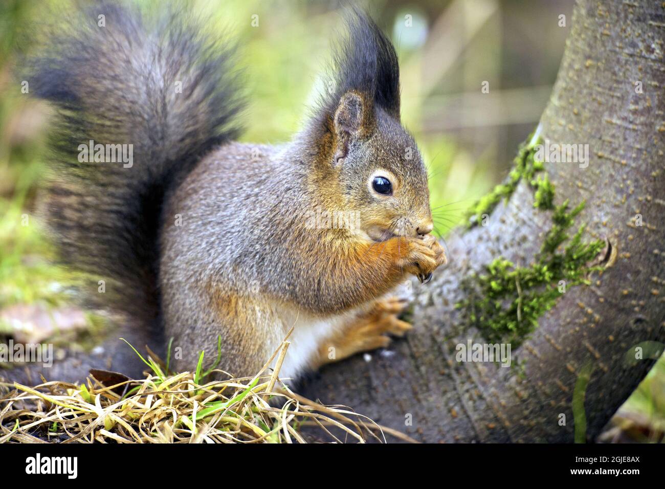 Red Squirrel (Sciurus vulgaris) Sweden Photo: Bengt Ekman / TT / code ...