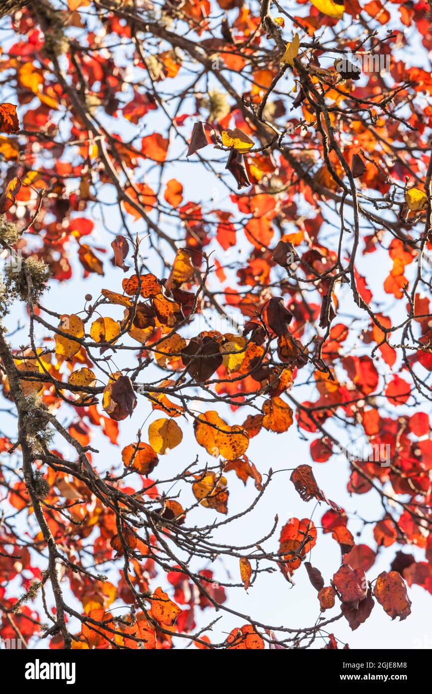 USA, Massachusetts, Nantucket Island. Nantucket Town, red leaves Stock ...