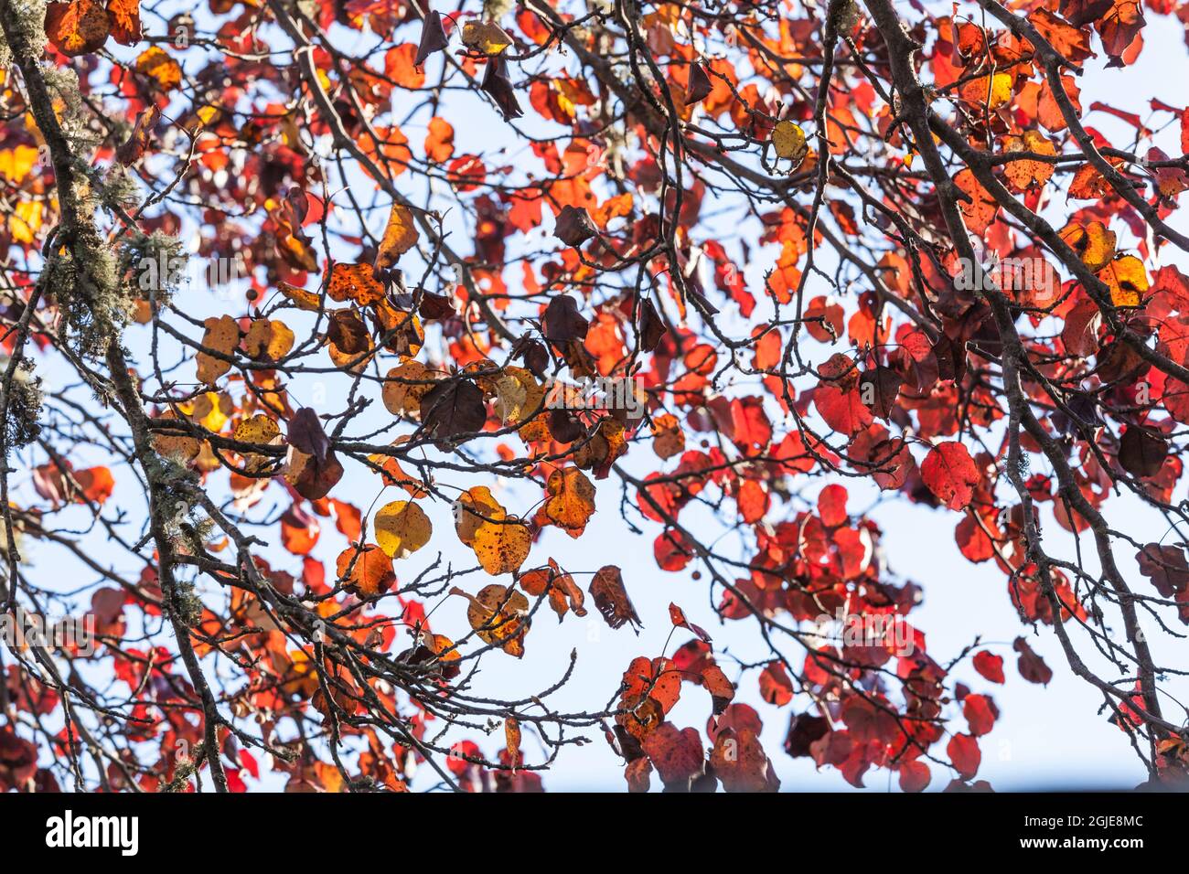 USA, Massachusetts, Nantucket Island. Nantucket Town, red leaves Stock ...