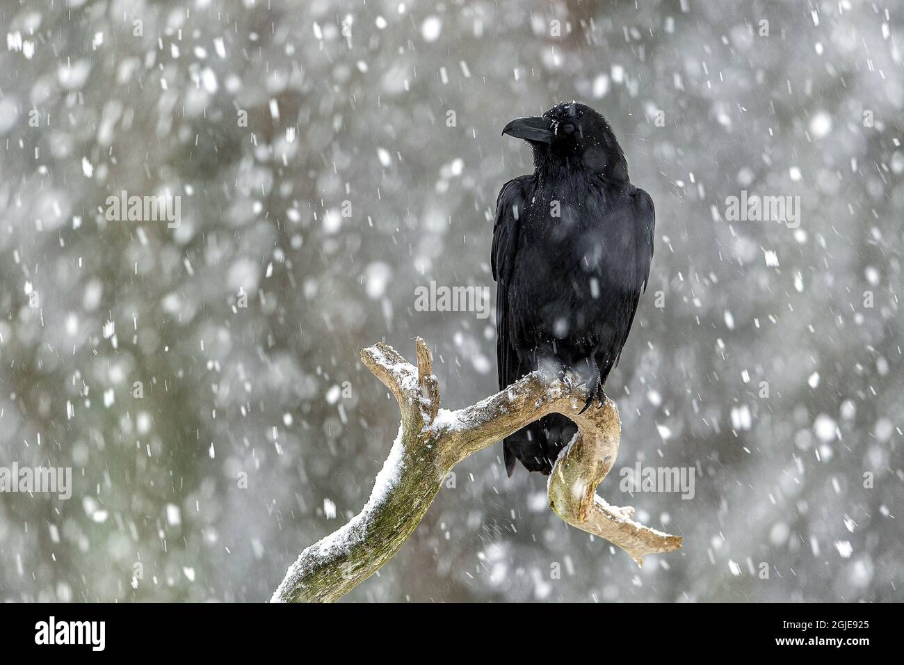 Raven (Corvus corax) Photo: Ola Jennersten / TT / code 2754 Stock Photo ...