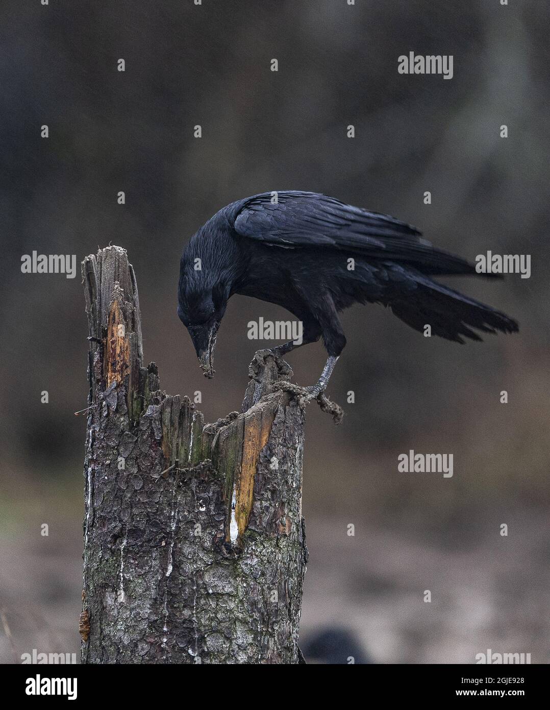 Raven (Corvus corax) Photo: Ola Jennersten / TT / code 2754 Stock Photo ...
