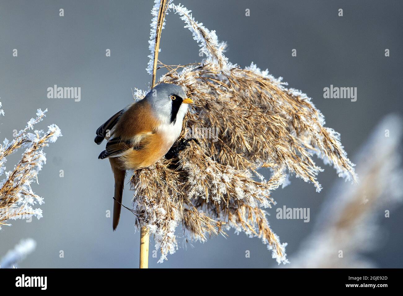 Male panurus biarmicus hi-res stock photography and images - Alamy