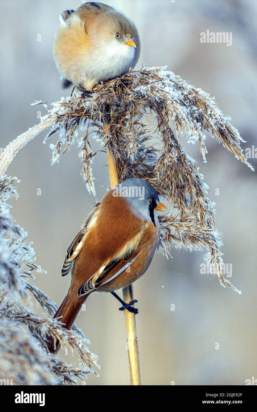 Male panurus biarmicus hi-res stock photography and images - Alamy