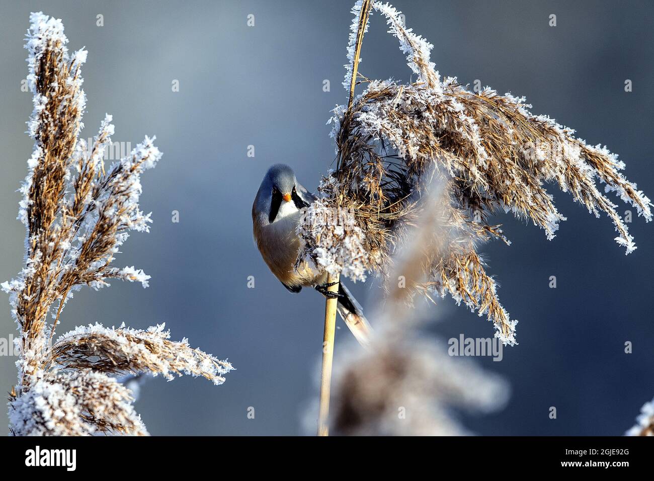 Male panurus biarmicus hi-res stock photography and images - Alamy