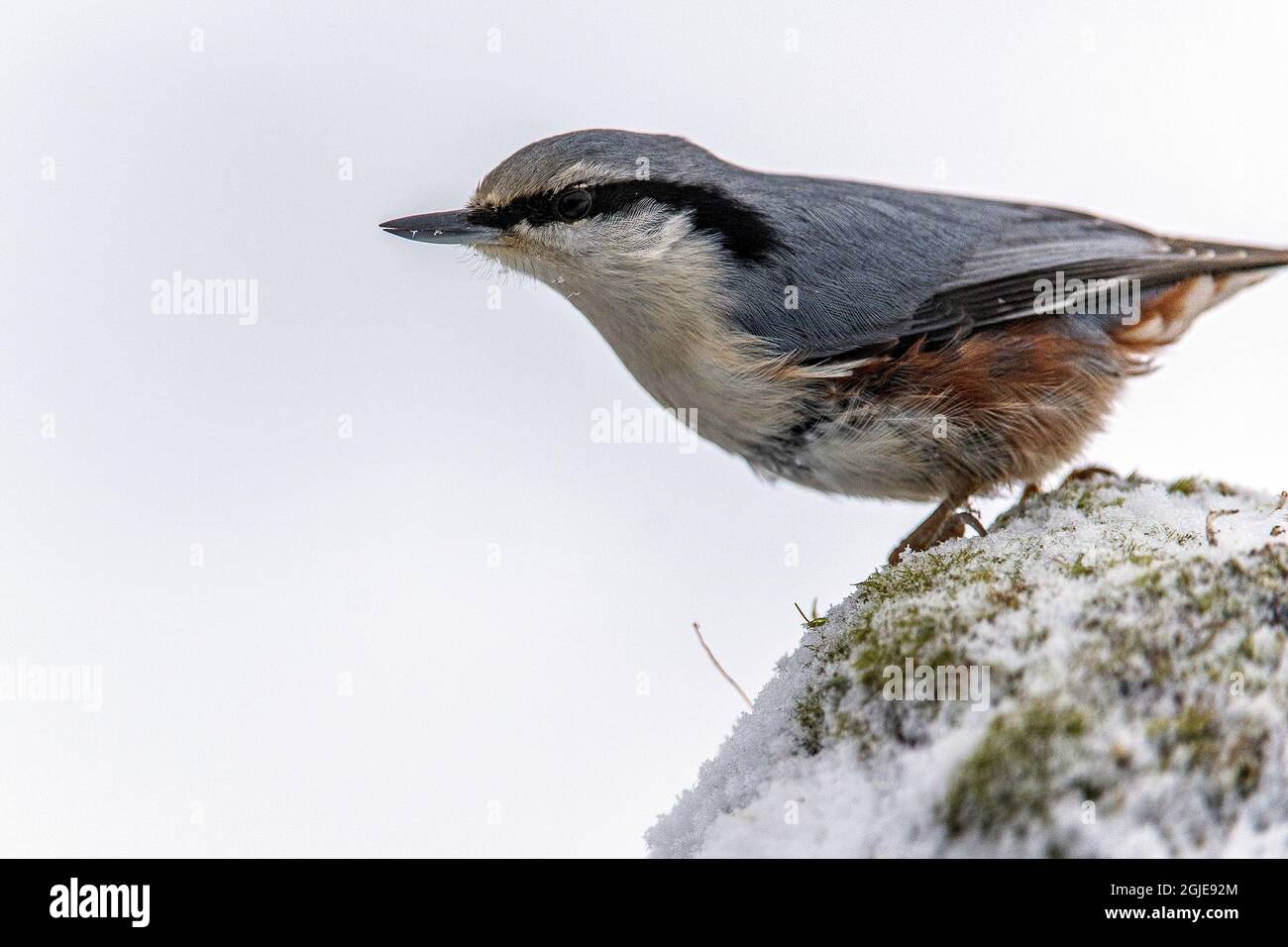 Wood nuthatch (Sitta europaea) Photo: Ola Jennersten / TT / code 2754 ...