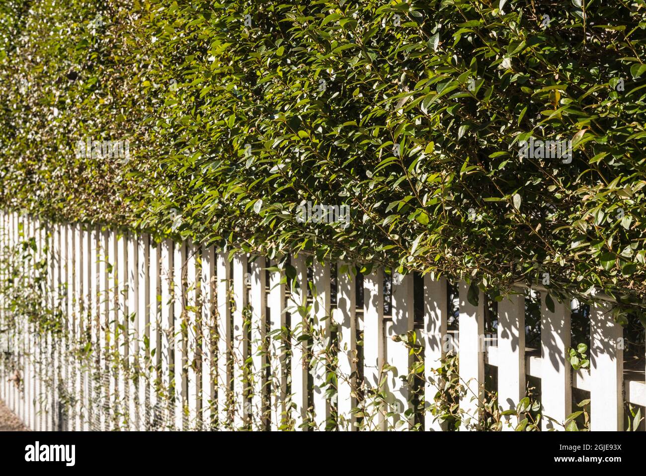 USA, Massachusetts, Nantucket Island. Nantucket Town, fence and shrubs ...