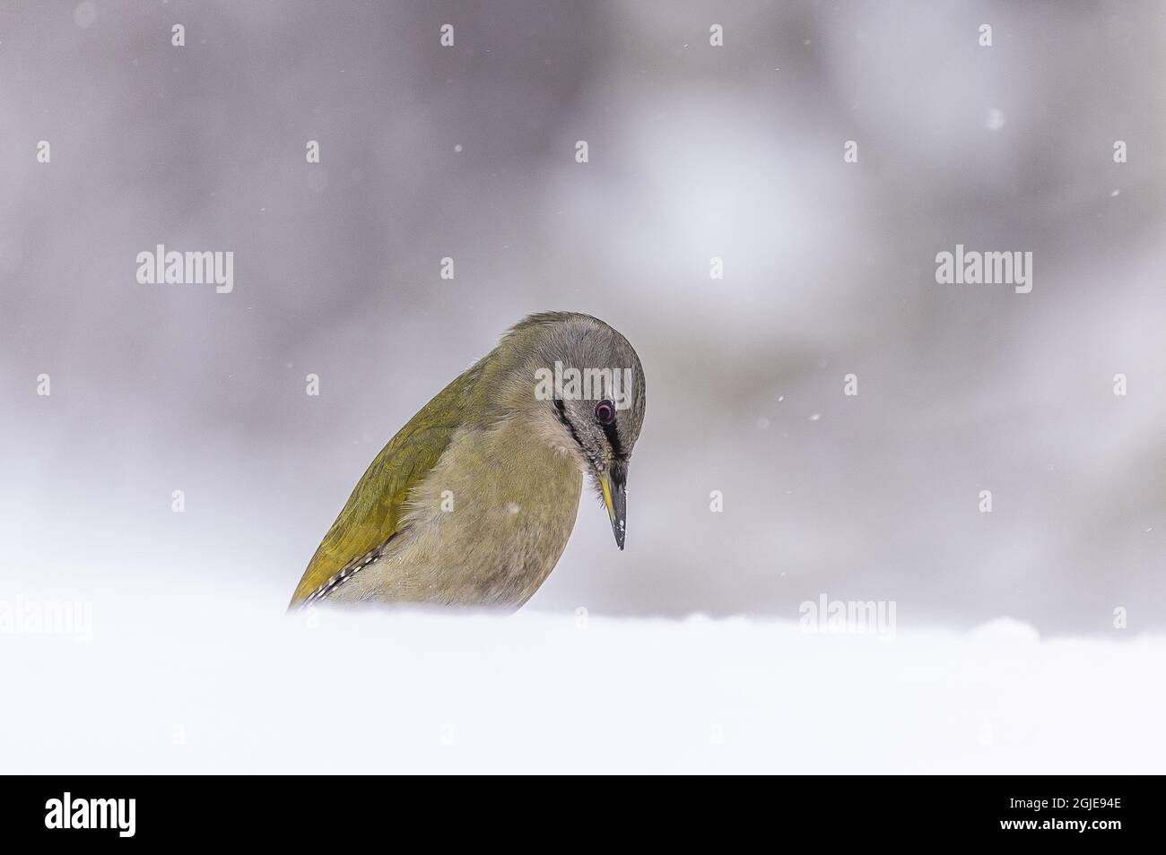 Gray-headed Woodpecker (Picus canus) Photo: Ola Jennersten /TT / code ...