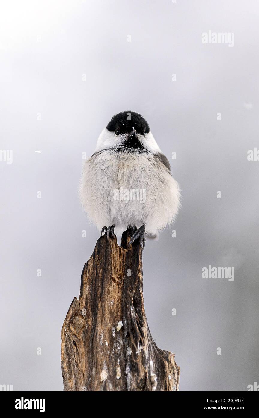 Willow Tit (Poecile montanus) Photo: Ola Jennersten /TT / code 2754 ...