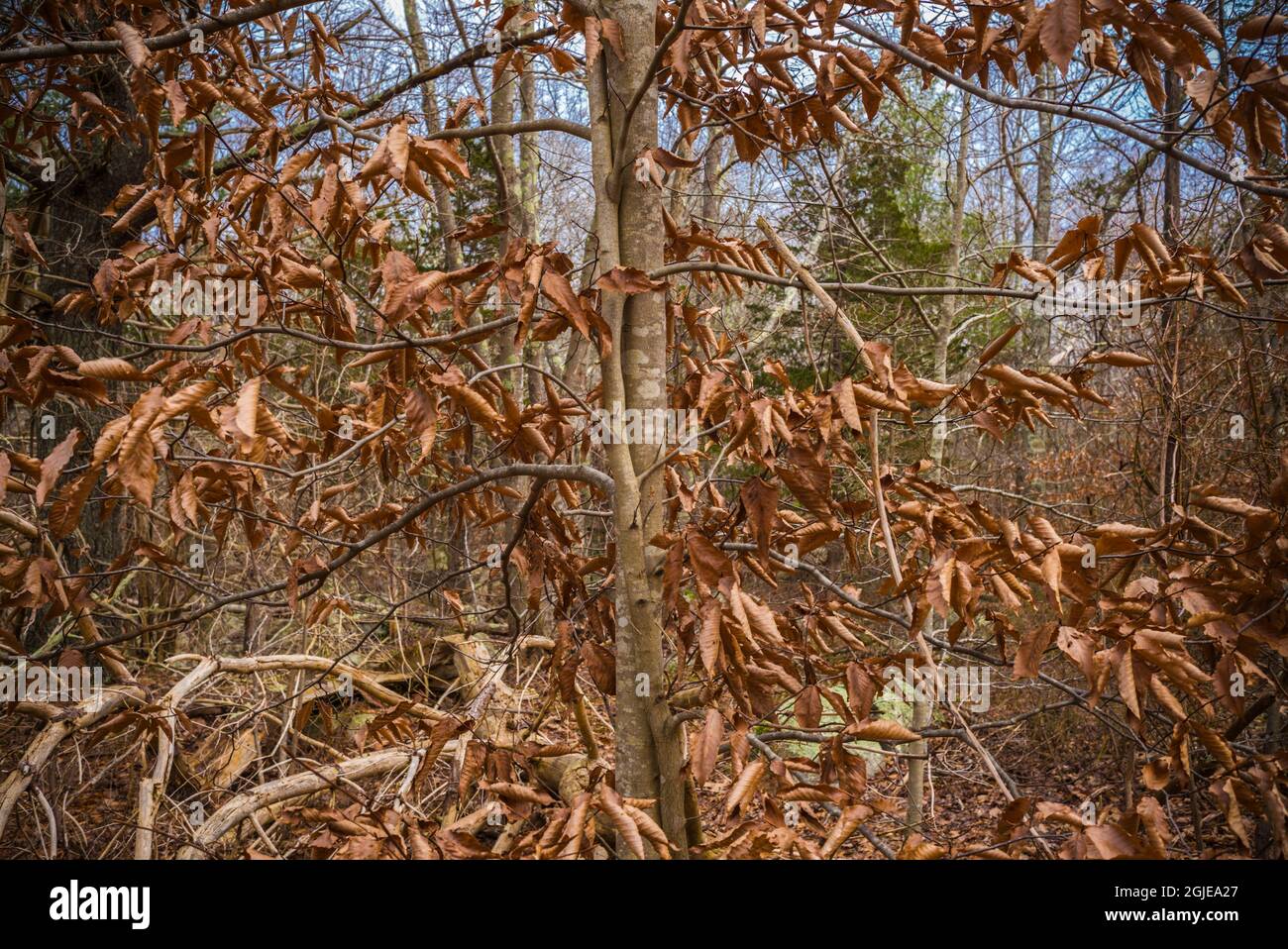 USA, Massachusetts, Cape Ann, Gloucester. Dogtown Commons, forest ...