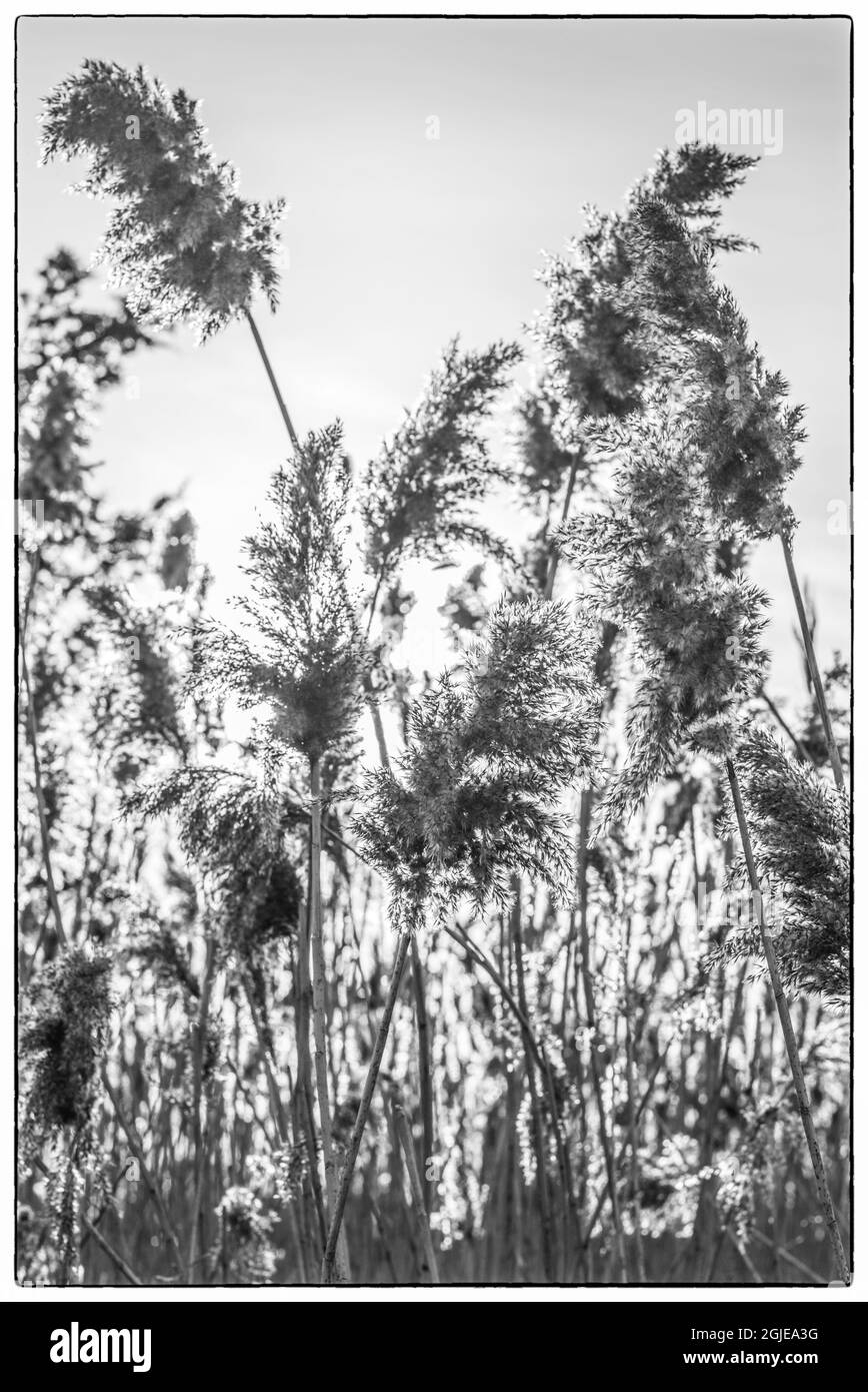 North cape Cut Out Stock Images & Pictures - Alamy