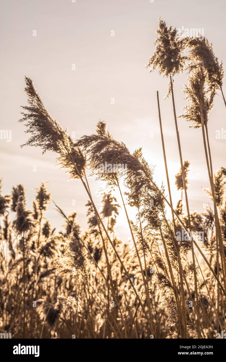Conomo point hi-res stock photography and images - Alamy