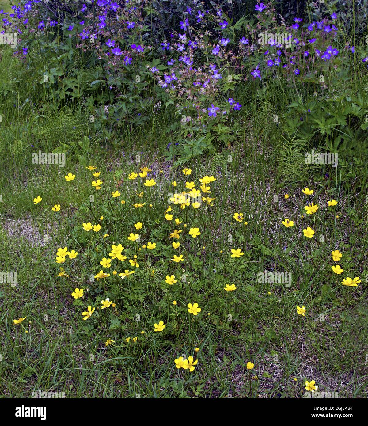 Snow Buttercup (Ranunculus nivalis) Photo: Bengt Ekman / TT / code 2706 ...