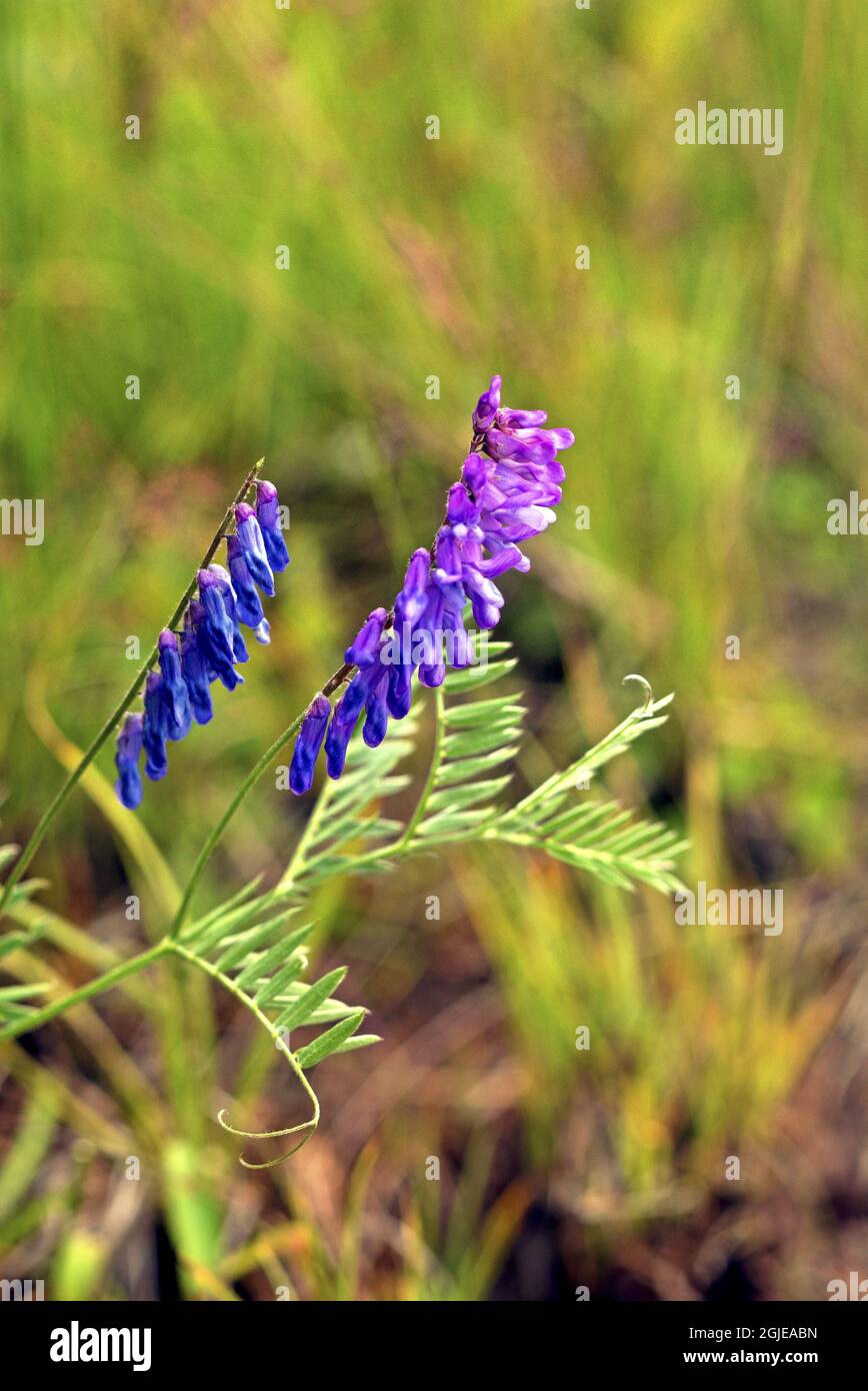 Tufted Vetch (Vicia cracca) Photo: Bengt Ekman / TT / code 2706 Stock ...