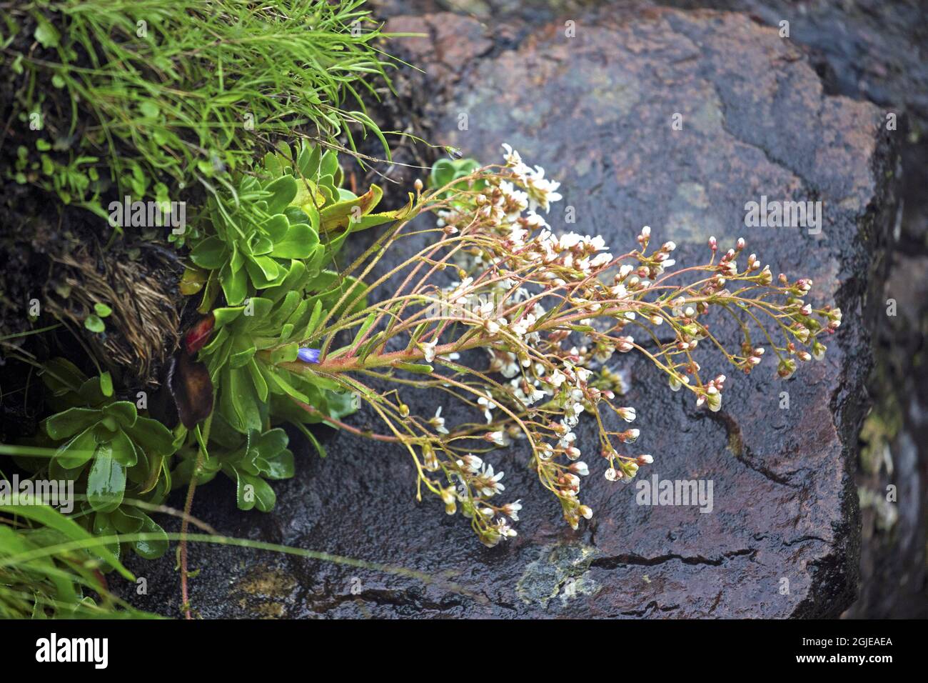 Pyramidal Saxifraga Saxifraga cotyledon Photo: Bengt Ekman / TT / code ...