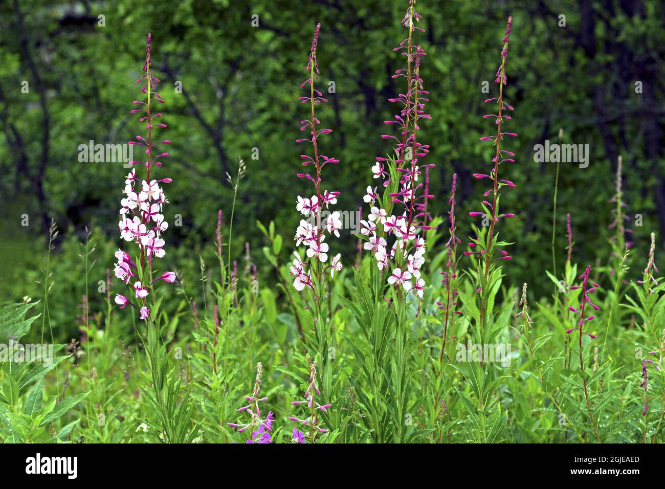 Rosebay Willow herb (Epilobium angustifolium) Photo: Bengt Ekman / TT / code 2706 Stock Photo ...