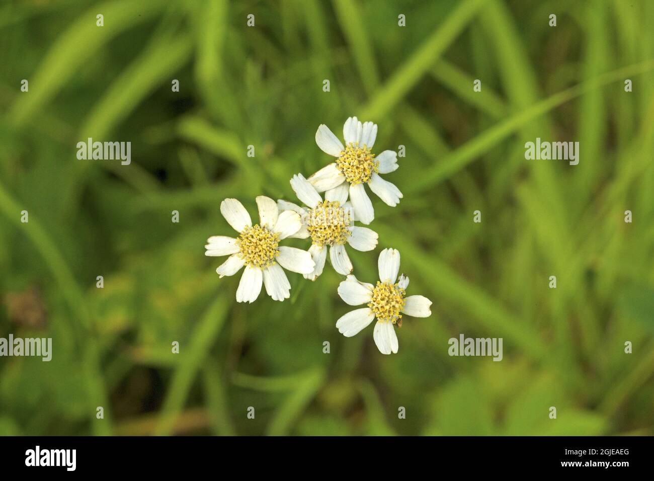 Achillea ptarmica sneezewort hi-res stock photography and images - Alamy