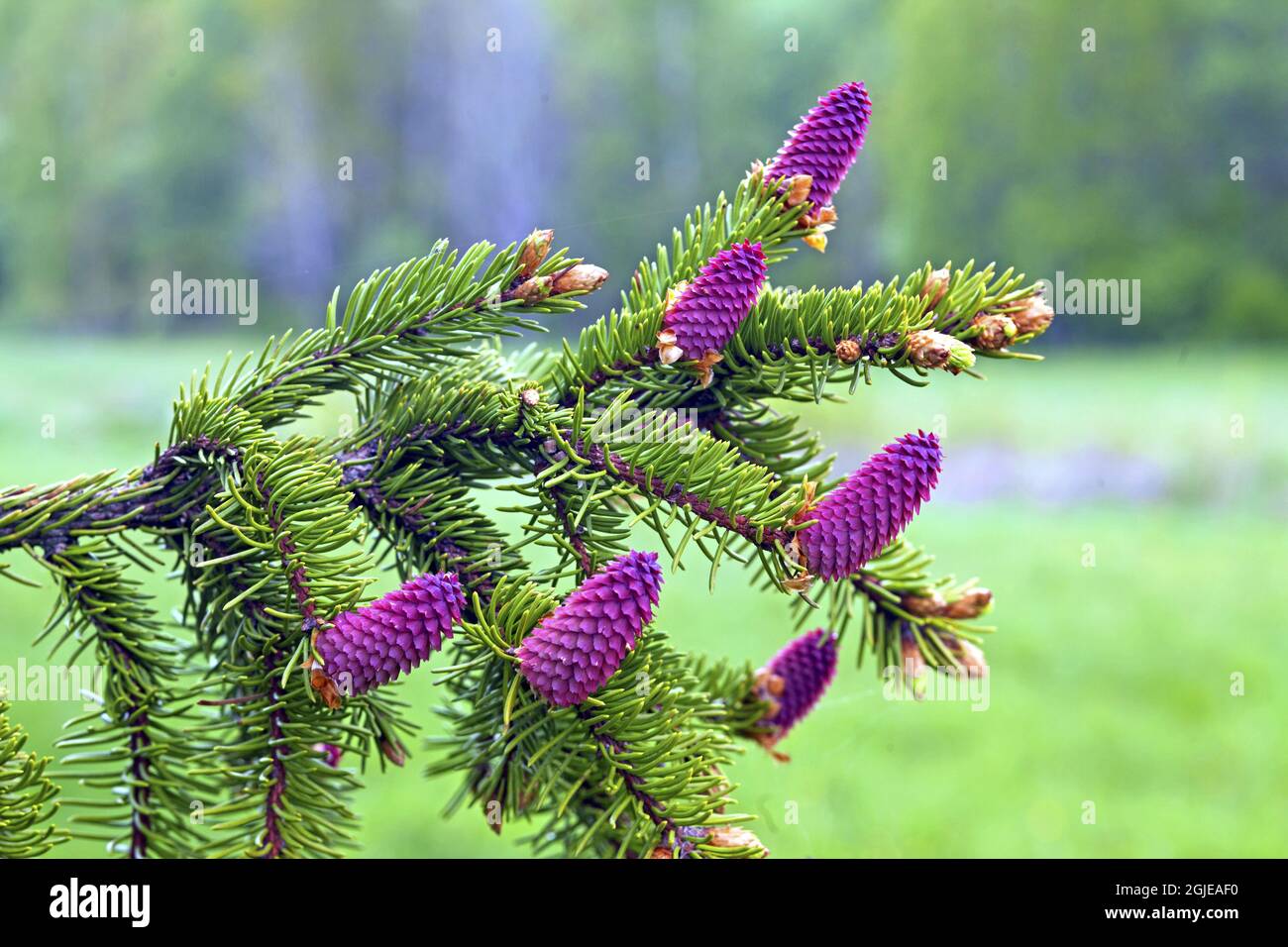 Norwegian spruce with flowers (Picea abies) Sweden Photo: Bengt Ekman ...