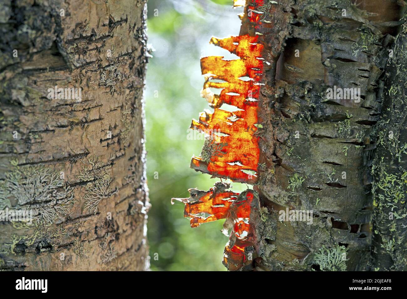 Mountain Birch (Betula pubescens ssp czerepanovii) birch-bark Photo ...