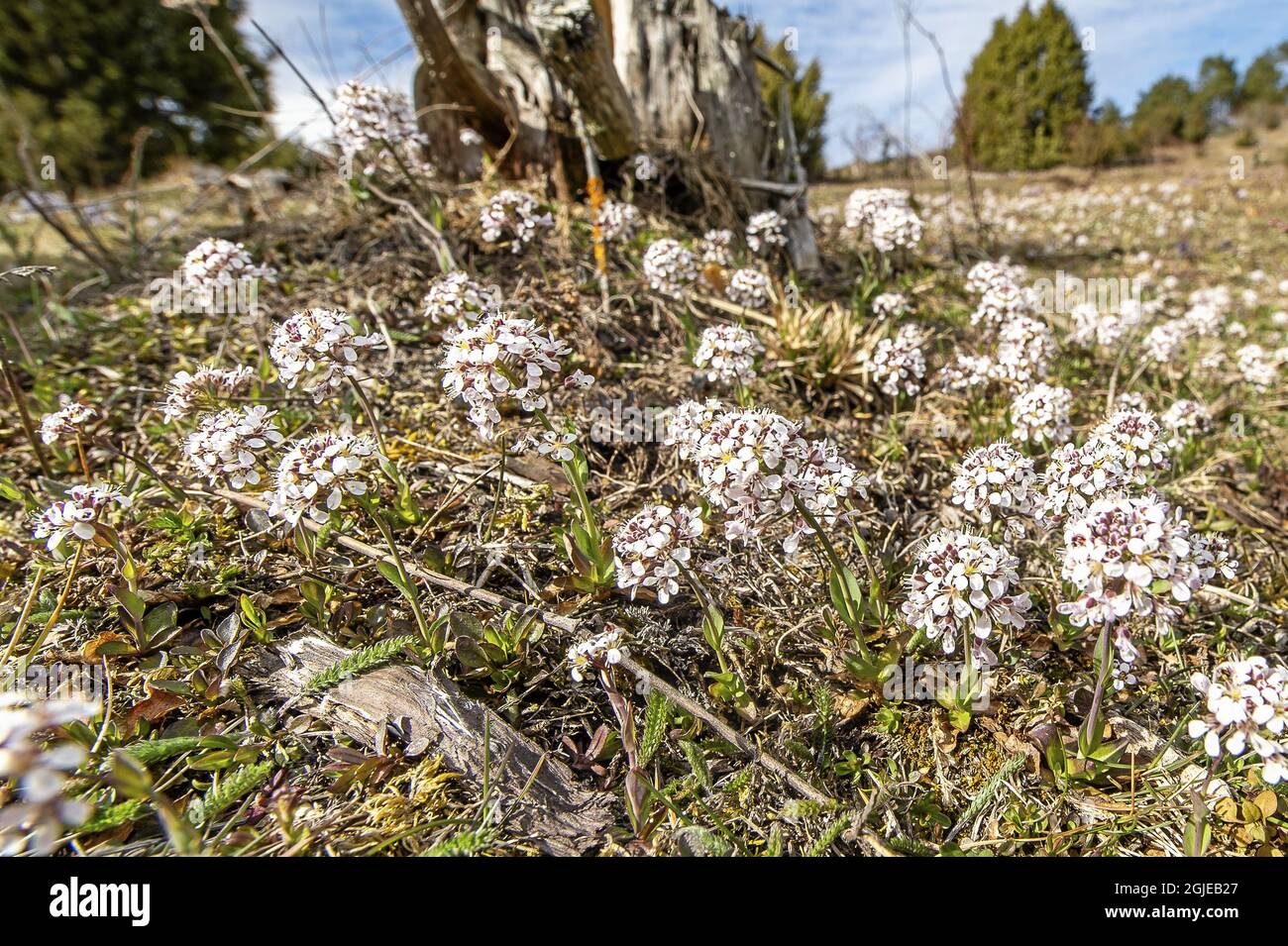 Thlaspi caerulescens Photo: Ola Jennersten / TT / code 2754 Stock Photo ...