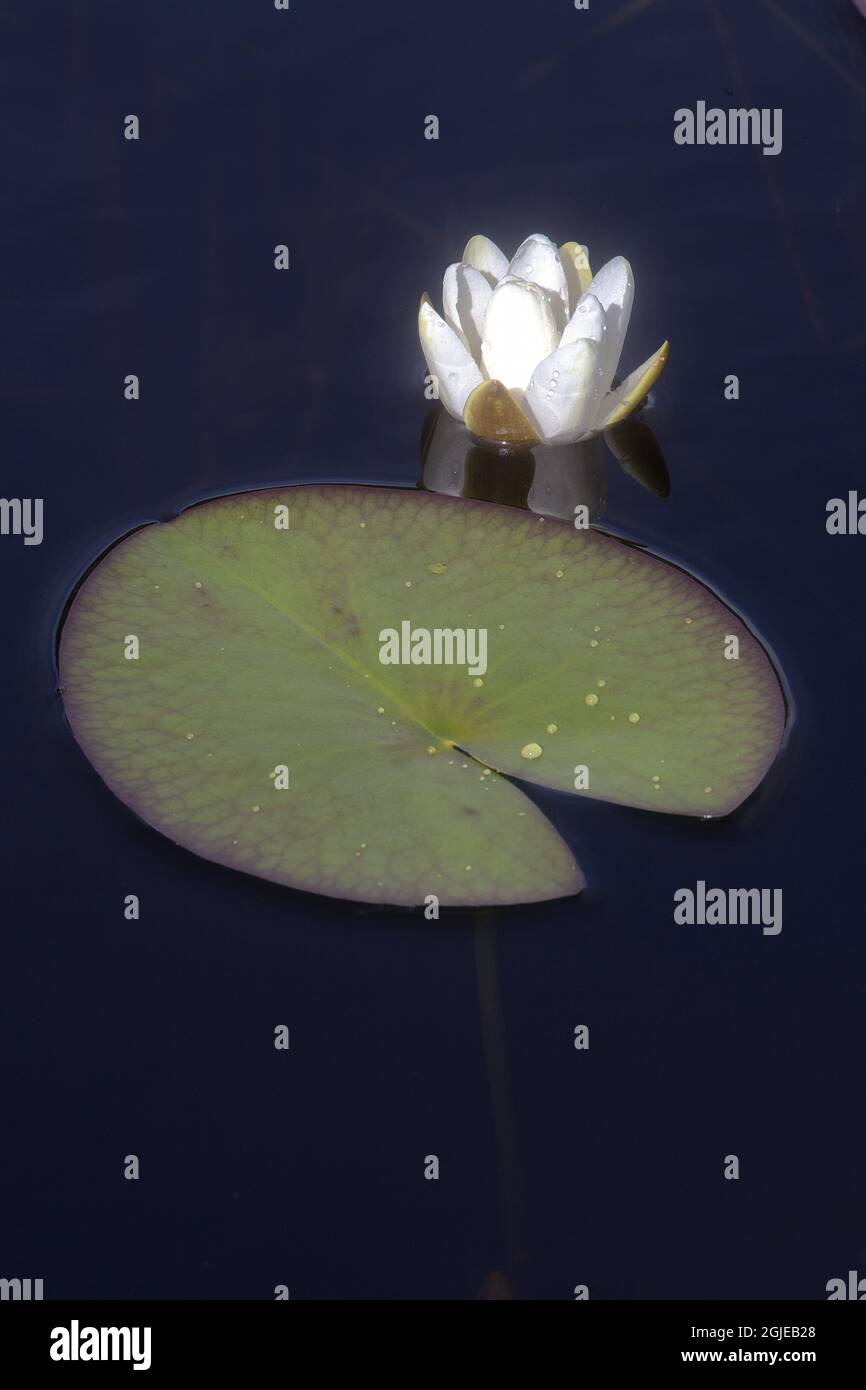 Water lily ( Nymphea alba) Photo: Anders Good / TT / code 2343 Stock ...