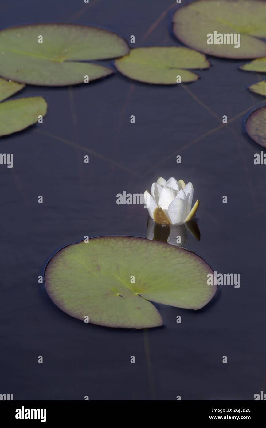 Water lily ( Nymphea alba) Photo: Anders Good / TT / code 2343 Stock ...