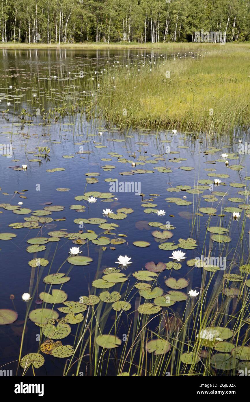 Water lily ( Nymphea alba) Photo: Anders Good / TT / code 2343 Stock ...