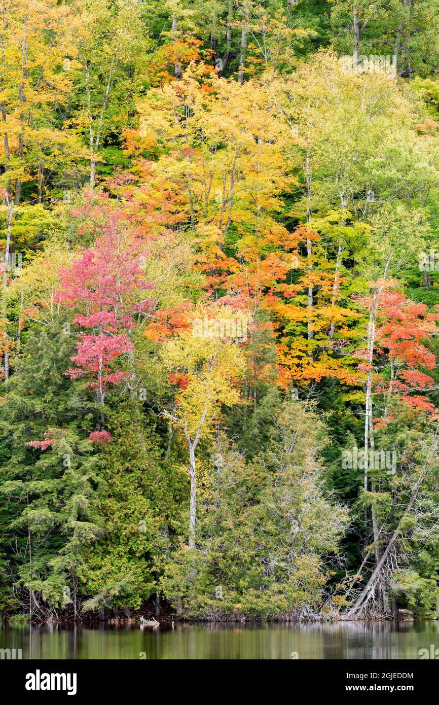 USA, Michigan, Upper Peninsula, Fall foliage at Hugoboom Lake Stock ...