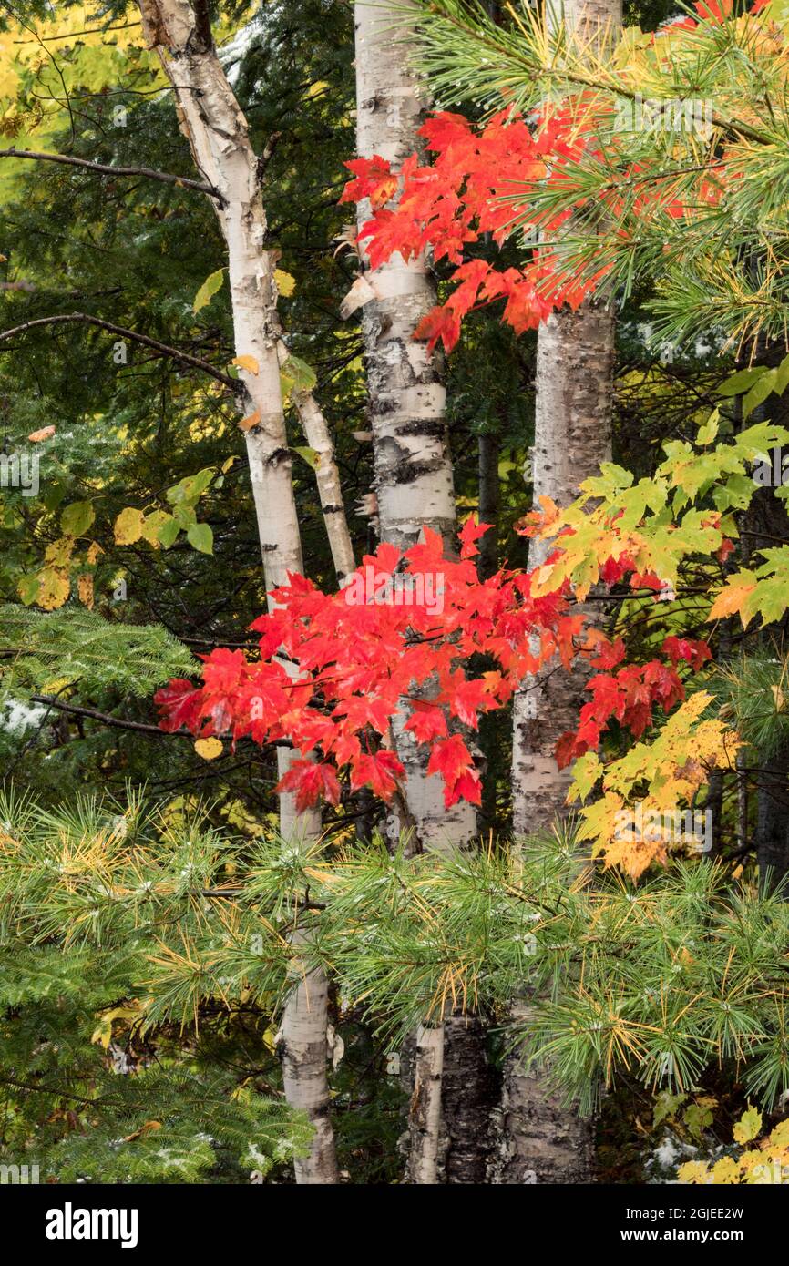 Upper peninsula maple birch hi-res stock photography and images - Alamy