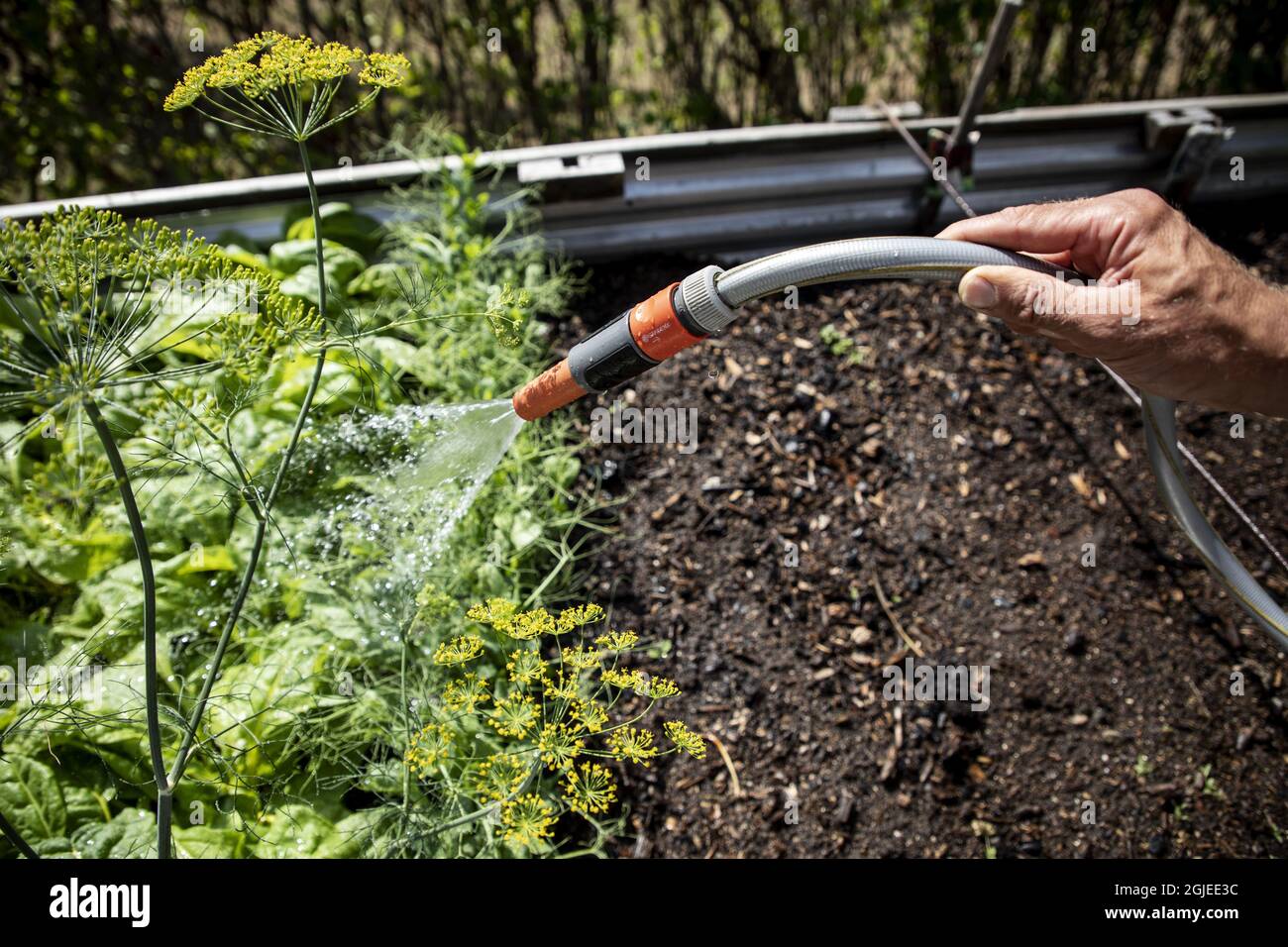 Watering vegetables in the garden with a hose. Photo: Christine Olsson ...