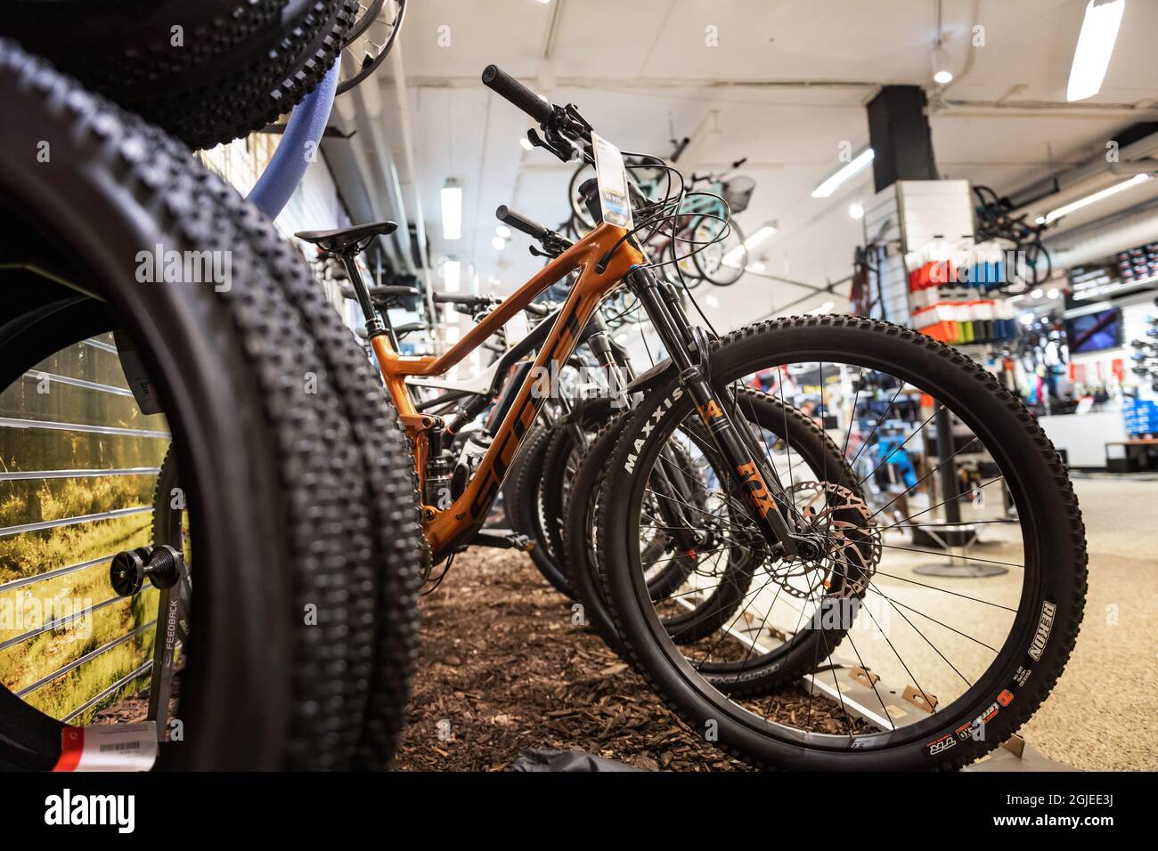 Mountainbikes for sale in a bike shop. Photo: Stina Stjernkvist / TT code 11610 Stock Photo - Alamy